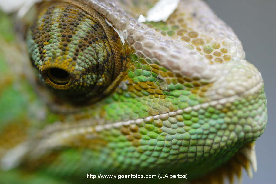 FOTOS DE LAGARTOS O SAURIOS. REPTILES - VIGO. GALICIA