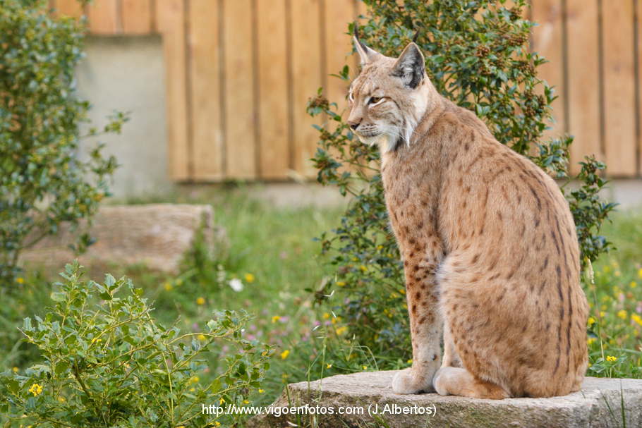 PHOTOS OF LYNX. EUROPEAN AND IBERIAN - VIGO BAY. GALICIA. VISIT SPAIN ...