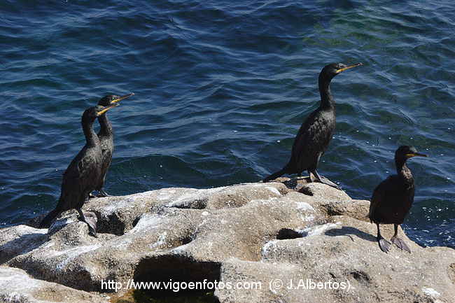 FOTOS DE CORMORANES DE LAS ISLAS CÍES - VIGO. GALICIA - P3