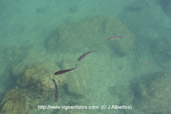 FOTOS DE FAUNA DE LAS ISLAS CÍES - VIGO. GALICIA - P5 FOTOS DE FAUNA DE LAS ISLAS CÍES - VIGO. GALICIA - P5