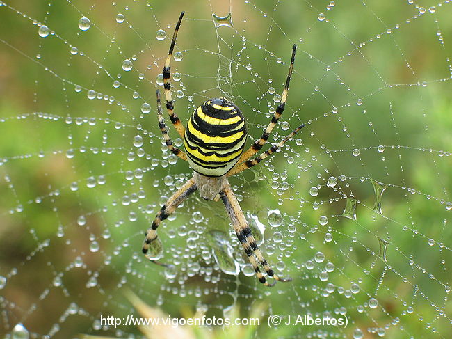 FOTOS DE FAUNA DE LAS ISLAS CÍES - VIGO. GALICIA FOTOS DE FAUNA DE LAS ISLAS CÍES - VIGO. GALICIA
