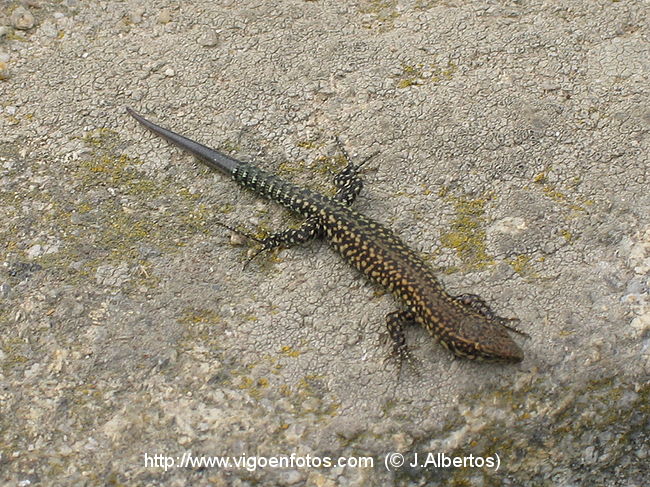 FOTOS DE FAUNA DE LAS ISLAS CÍES - VIGO. GALICIA - P2 FOTOS DE FAUNA DE LAS ISLAS CÍES - VIGO. GALICIA - P2