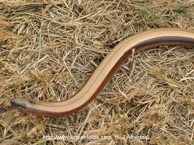 FOTOS DE FAUNA DE LAS ISLAS CÍES - VIGO. GALICIA FOTOS DE FAUNA DE LAS ISLAS CÍES - VIGO. GALICIA