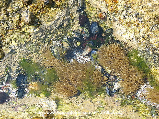 FOTOS DE FAUNA DE LAS ISLAS CÍES - VIGO. GALICIA - P5 FOTOS DE FAUNA DE LAS ISLAS CÍES - VIGO. GALICIA - P5
