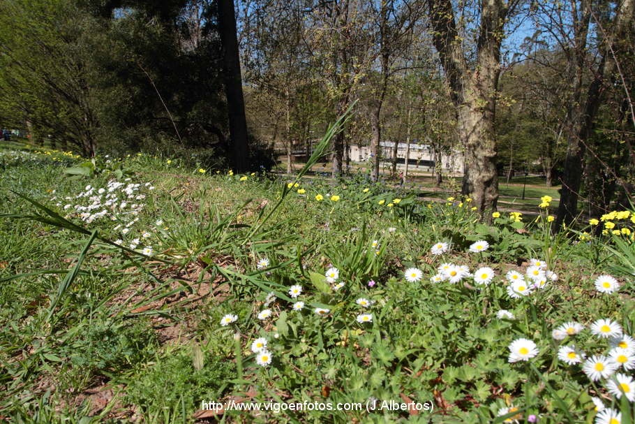 PHOTOS OF SPRING IN SPAIN. FLOWERS AND LANDSCAPES - VIGO BAY. GALICIA ...
