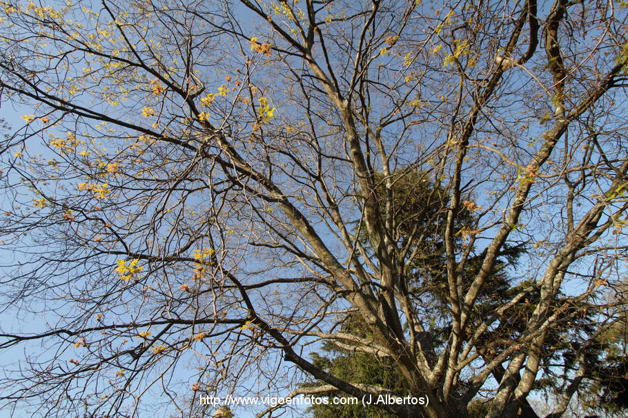 PHOTOS OF SPRING IN SPAIN. FLOWERS AND LANDSCAPES - VIGO BAY. GALICIA ...