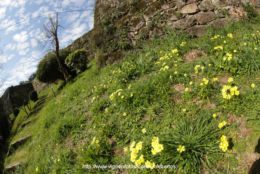 PHOTOS OF SPRING IN SPAIN. FLOWERS AND LANDSCAPES - VIGO BAY. GALICIA ...