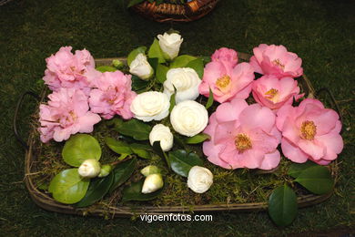 PHOTOS OF CAMELLIA COMPETITION 2002 - VIGO BAY. GALICIA. VISIT SPAIN ...
