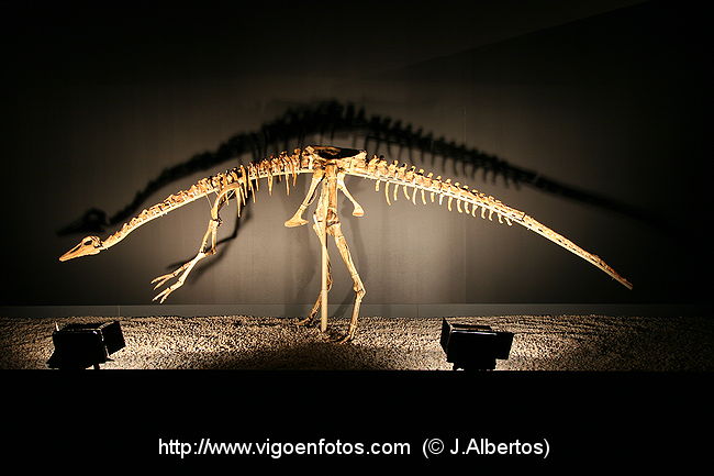 PHOTOS OF DINOSAUR FOSSIL - SKULLS AND BONES. UNIVERSAL EXHIBITION ...