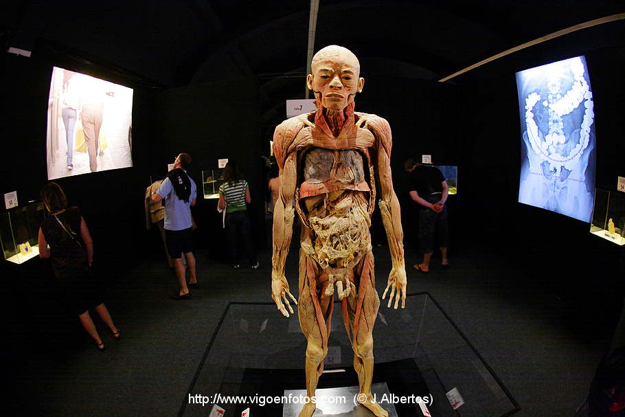 PHOTOS OF PLASTINATION EXHIBITION. ANATOMY - VIGO BAY. GALICIA. VISIT ...