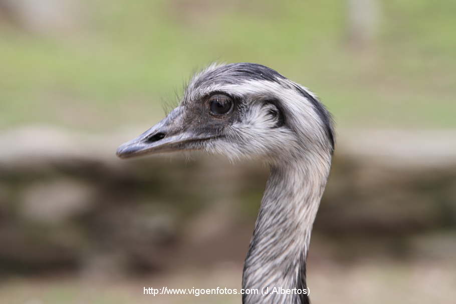FOTOS DE AVES TERRESTRES - VIGO. GALICIA - P2
