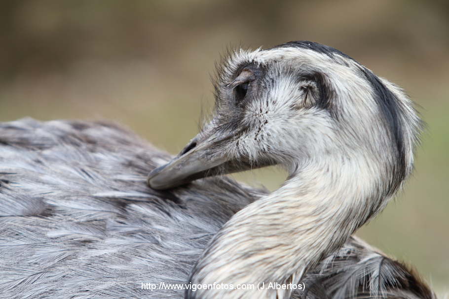 FOTOS DE AVES TERRESTRES - VIGO. GALICIA