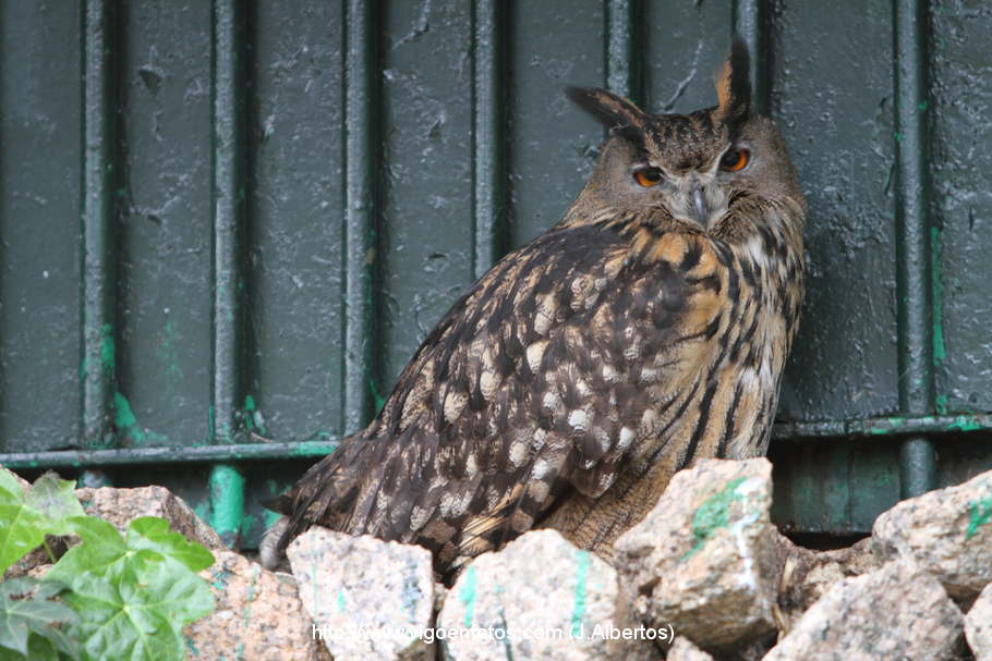 FOTOS DE AVES TERRESTRES - VIGO. GALICIA - P2