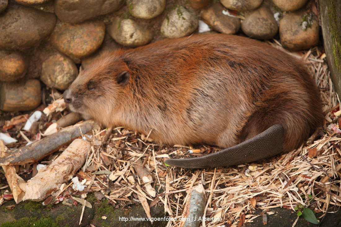 FOTOS DE CASTOR. ANIMAL MAMÍFERO - VIGO. GALICIA
