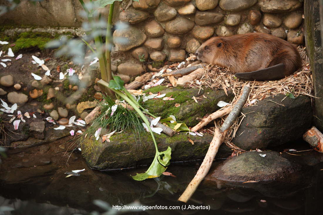 FOTOS DE CASTOR. ANIMAL MAMÍFERO - VIGO. GALICIA