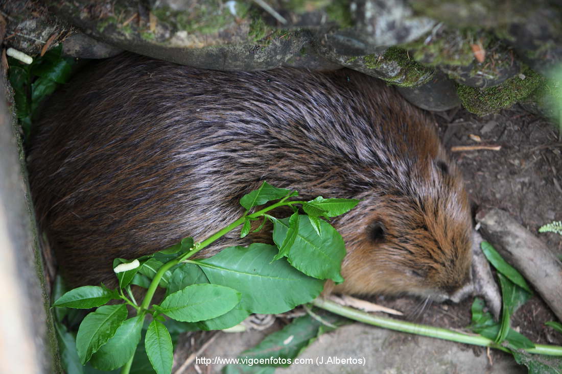 FOTOS DE CASTOR. ANIMAL MAMÍFERO - VIGO. GALICIA