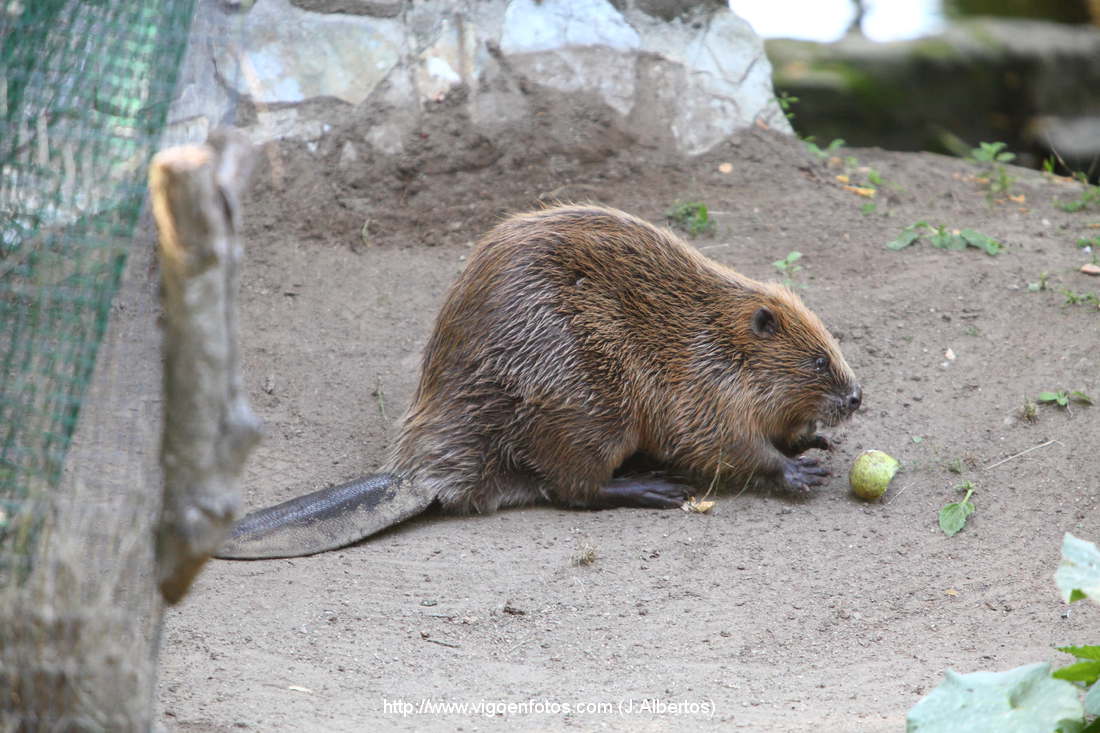 FOTOS DE CASTOR. ANIMAL MAMÍFERO - VIGO. GALICIA - P2