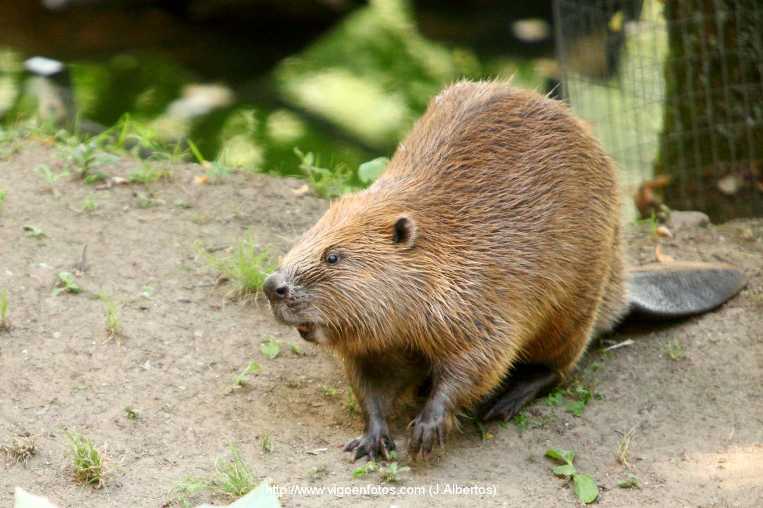 FOTOS DE CASTOR. ANIMAL MAMÍFERO - VIGO. GALICIA - P3