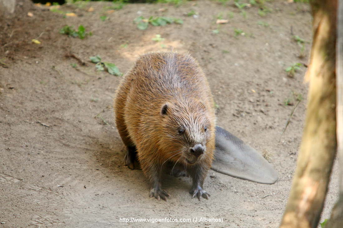 FOTOS DE CASTOR. ANIMAL MAMÍFERO - VIGO. GALICIA - P3