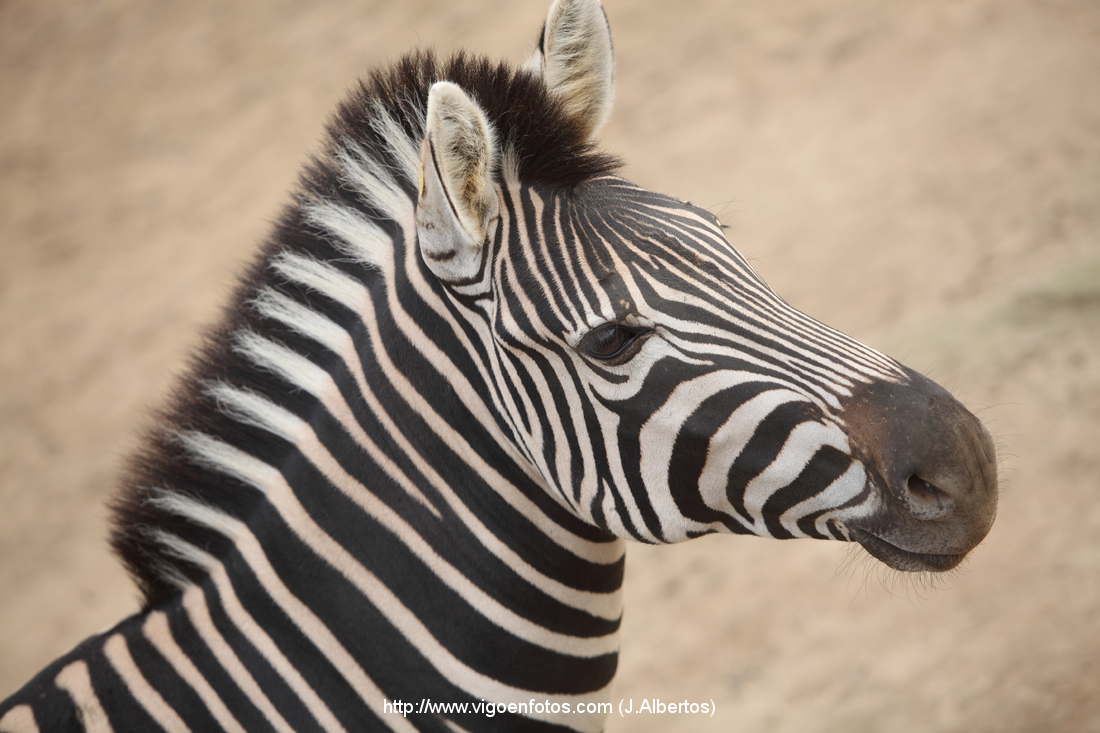 PHOTOS OF ZEBRAS.ZEBRA BURCHELLI AND CHAPMAN - VIGO BAY. GALICIA. VISIT ...