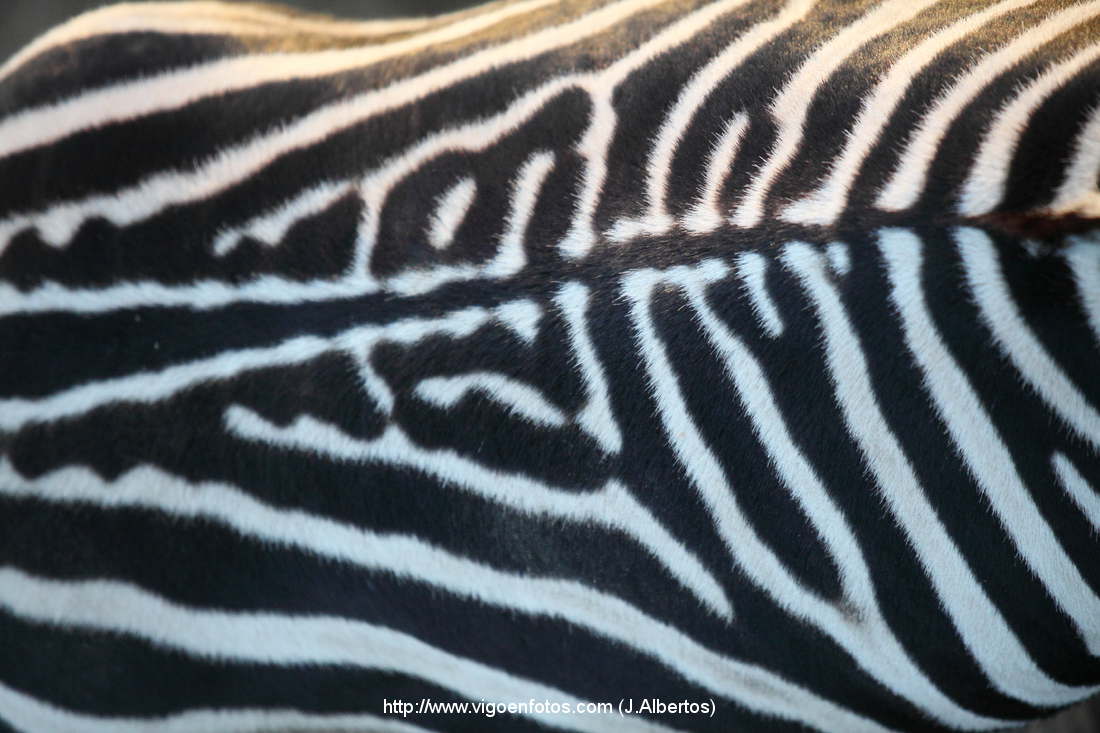 PHOTOS OF ZEBRAS.ZEBRA BURCHELLI AND CHAPMAN - VIGO BAY. GALICIA. VISIT ...