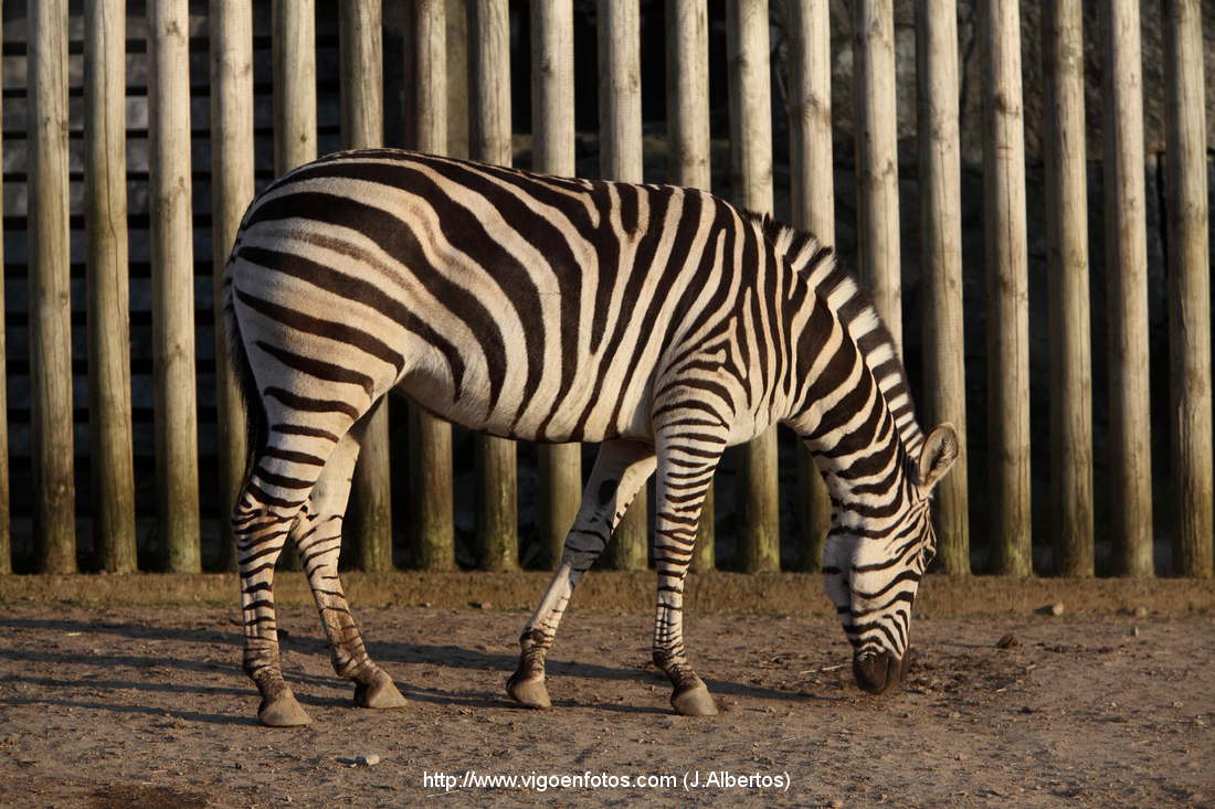 PHOTOS OF ZEBRAS.ZEBRA BURCHELLI AND CHAPMAN - VIGO BAY. GALICIA. VISIT ...