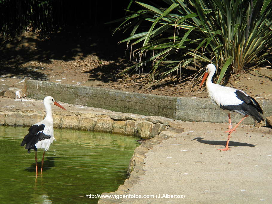 PHOTOS OF STORKS - VIGO BAY. GALICIA. VISIT SPAIN. TOURISM IMAGES