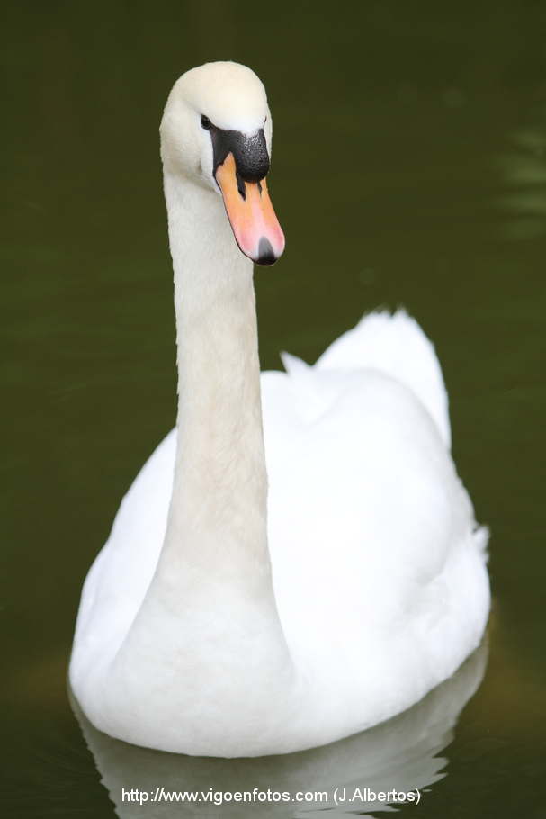 FOTOS DE CISNES. CISNE COMÚN - VIGO. GALICIA