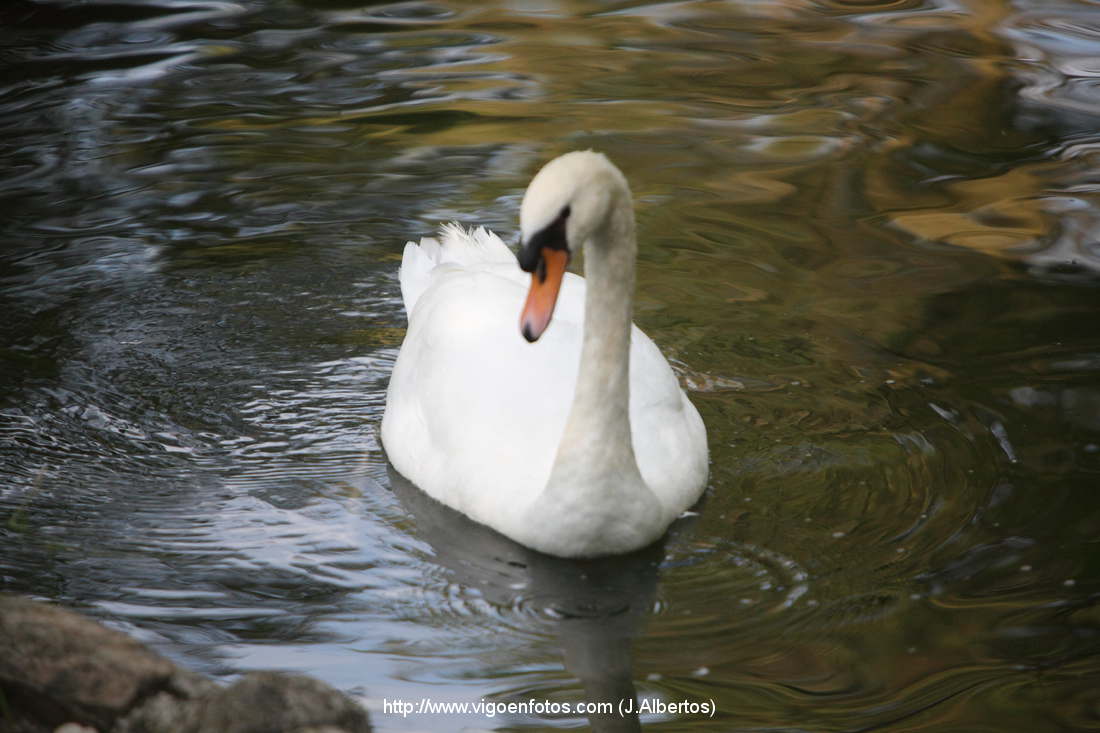 FOTOS DE CISNES. CISNE COMÚN - VIGO. GALICIA
