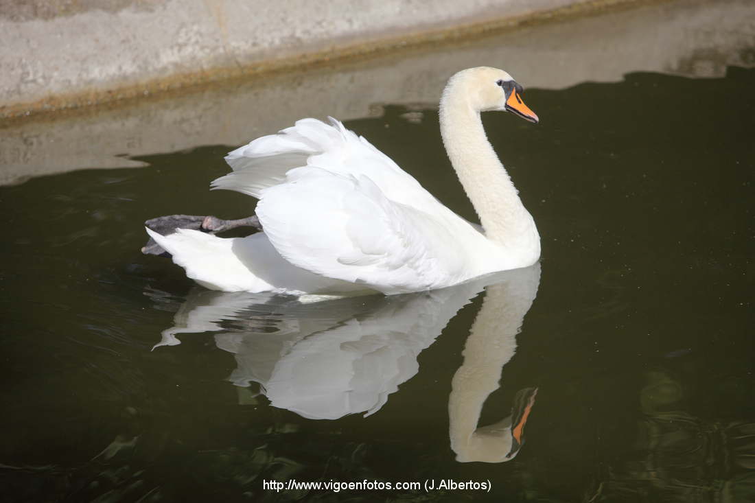 FOTOS DE CISNES. CISNE COMÚN - VIGO. GALICIA