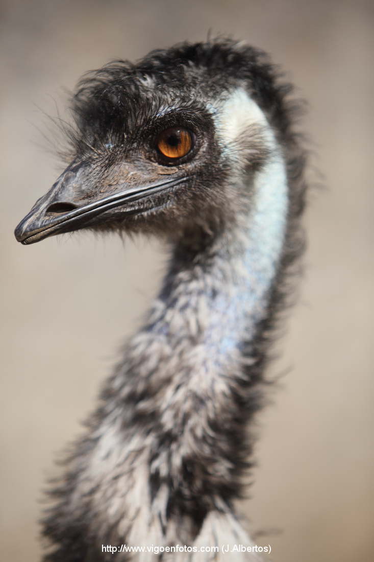 PHOTOS OF EMU - VIGO BAY. GALICIA. VISIT SPAIN. TOURISM IMAGES - P4