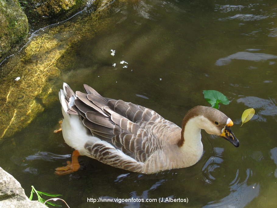 FOTOS DE GANSOS - VIGO. GALICIA