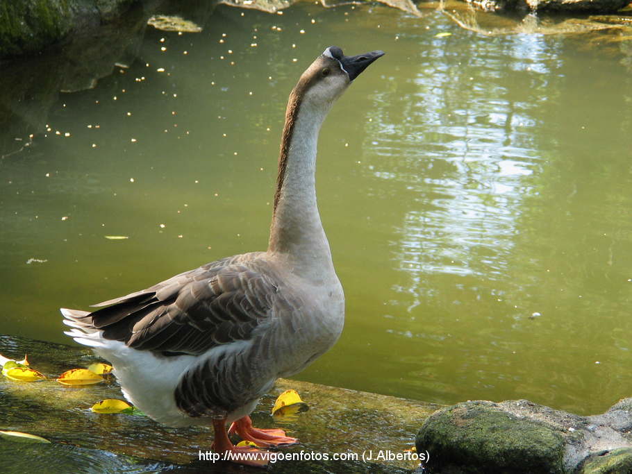 FOTOS DE GANSOS - VIGO. GALICIA
