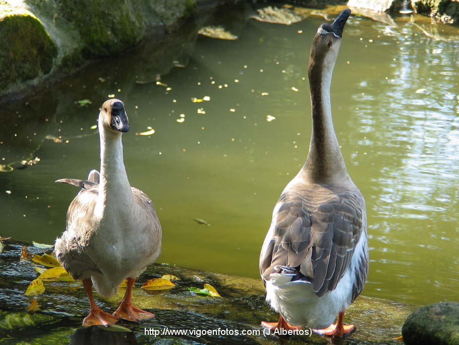 PHOTOS OF GEESE - VIGO BAY. GALICIA. VISIT SPAIN. TOURISM IMAGES - P2