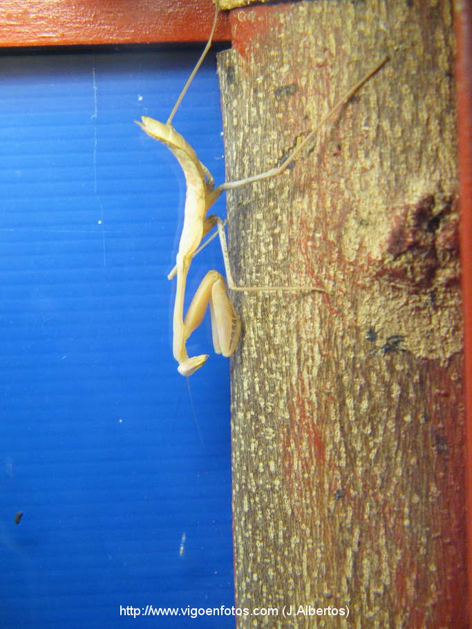 PHOTOS OF INSECTS: STICK INSECT, LEAF INSECT ... - VIGO BAY. GALICIA ...