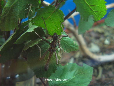 PHOTOS OF INSECTS: STICK INSECT, LEAF INSECT ... - VIGO BAY. GALICIA ...