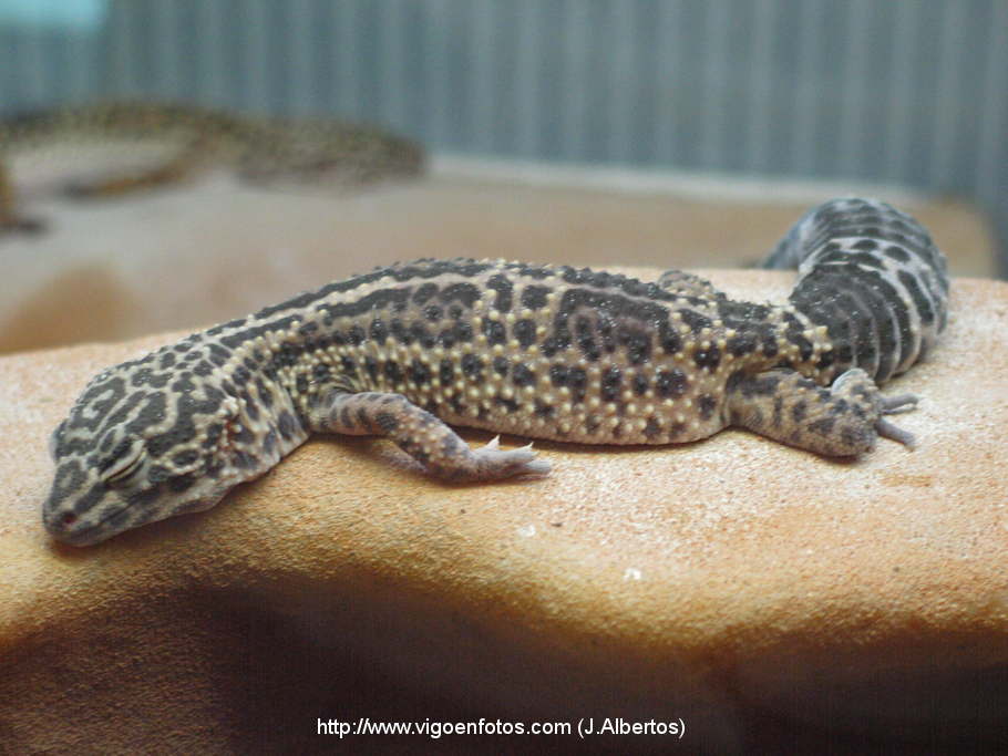 PHOTOS OF LIZARDS, SAURI. REPTILES - VIGO BAY. GALICIA. VISIT SPAIN ...