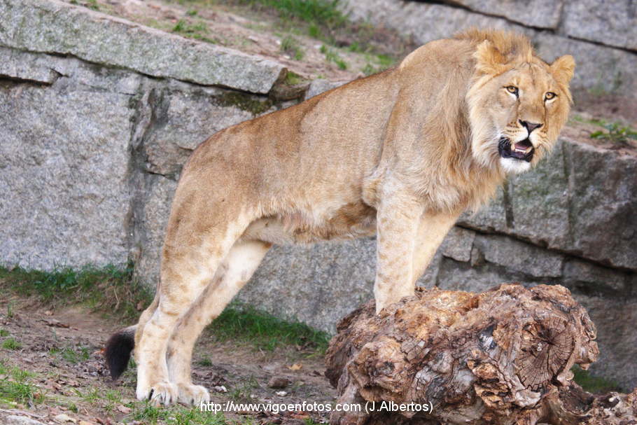 IMAGENS DE LEÕES: PANTHERA LEIO. LEÃO E LEOAS - RÍA DE VIGO. GALIZA ...