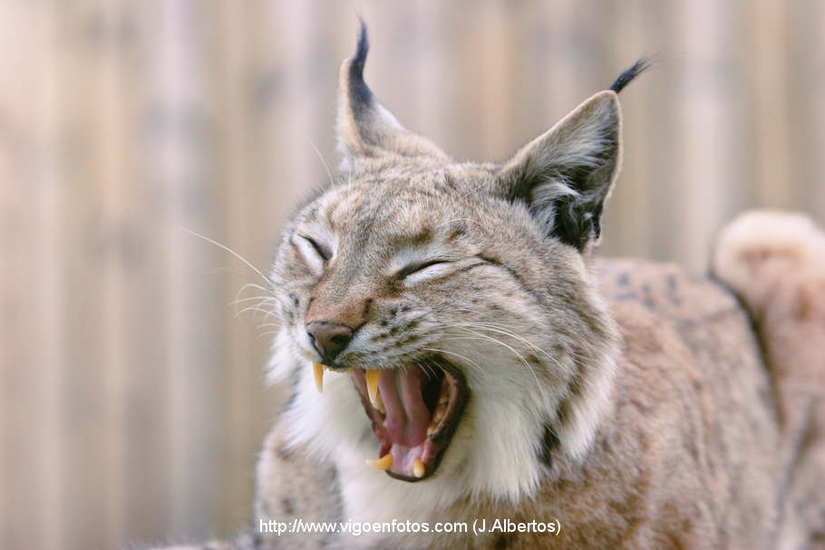 IMAGENS DE LINCE IBÉRICO E EUROASIÁTICO - RÍA DE VIGO. GALIZA. ESPANHA ...