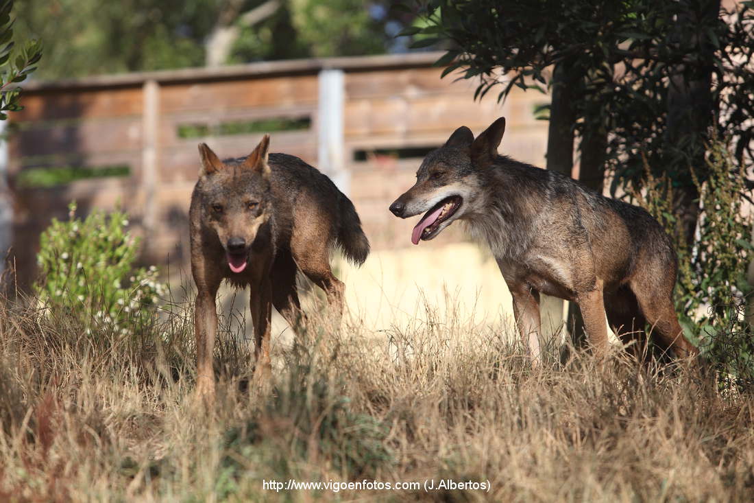 FOTOS DE LOBOS: EL LOBO IBÉRICO - VIGO. GALICIA