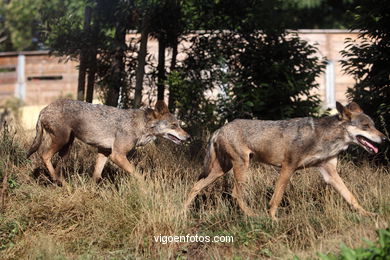 PHOTOS OF WOLF - VIGO BAY. GALICIA. VISIT SPAIN. TOURISM IMAGES