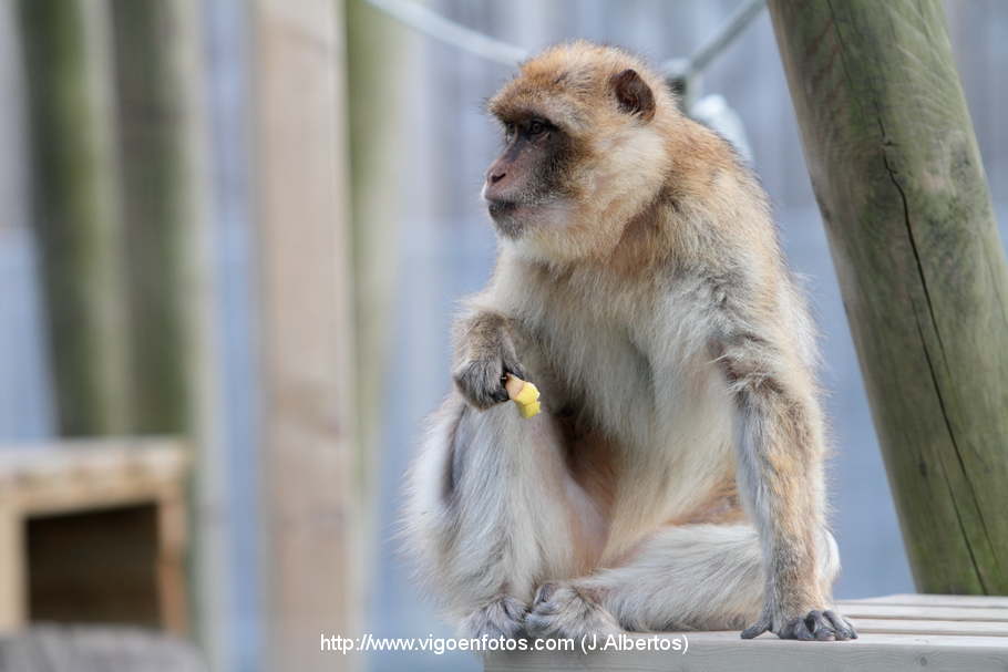 PHOTOS OF BARBARY MACAQUE - MACACA SYLVANA - VIGO BAY. GALICIA. VISIT ...