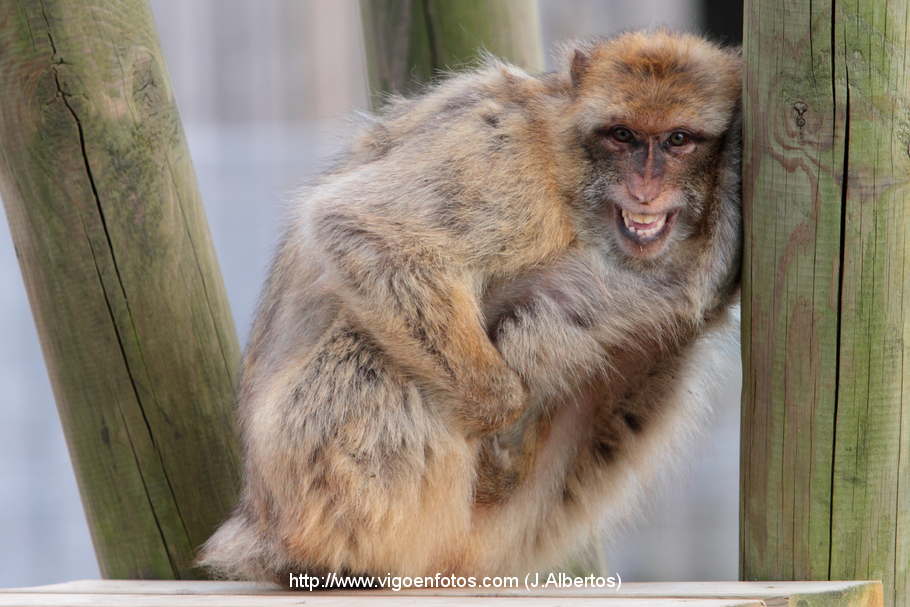 PHOTOS OF BARBARY MACAQUE - MACACA SYLVANA - VIGO BAY. GALICIA. VISIT ...