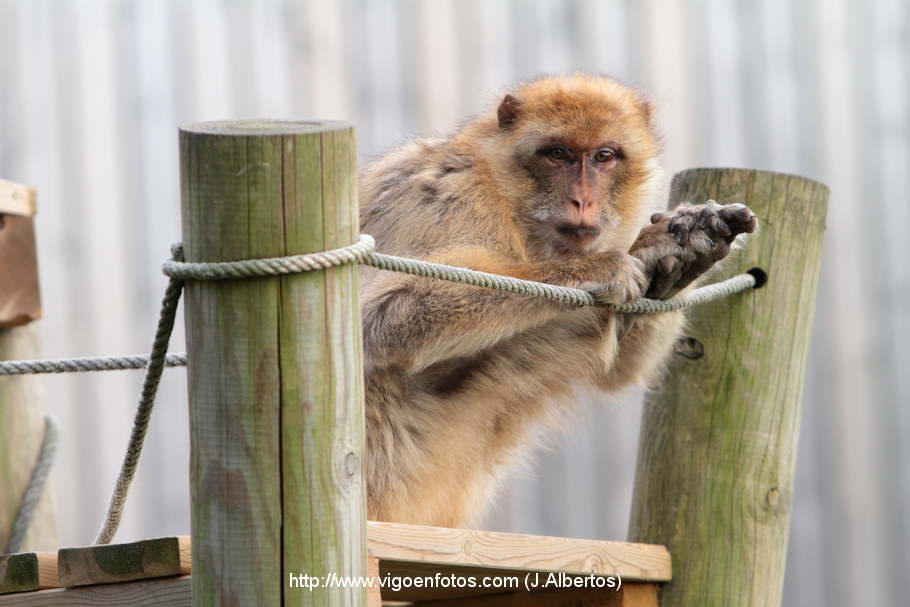 IMAGENS DE MACACO DE GIBRALTAR - RÍA DE VIGO. GALIZA. ESPANHA. IMAGENS ...