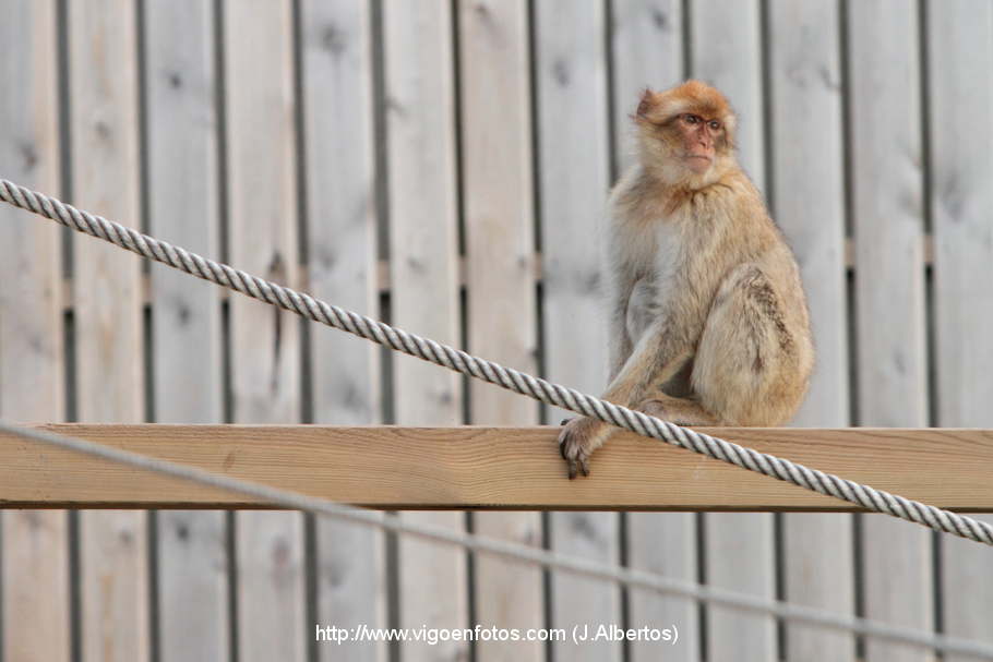 PHOTOS OF BARBARY MACAQUE - MACACA SYLVANA - VIGO BAY. GALICIA. VISIT ...