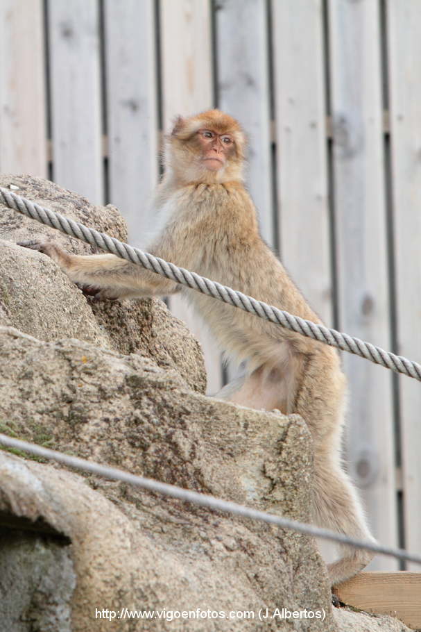PHOTOS OF BARBARY MACAQUE - MACACA SYLVANA - VIGO BAY. GALICIA. VISIT ...