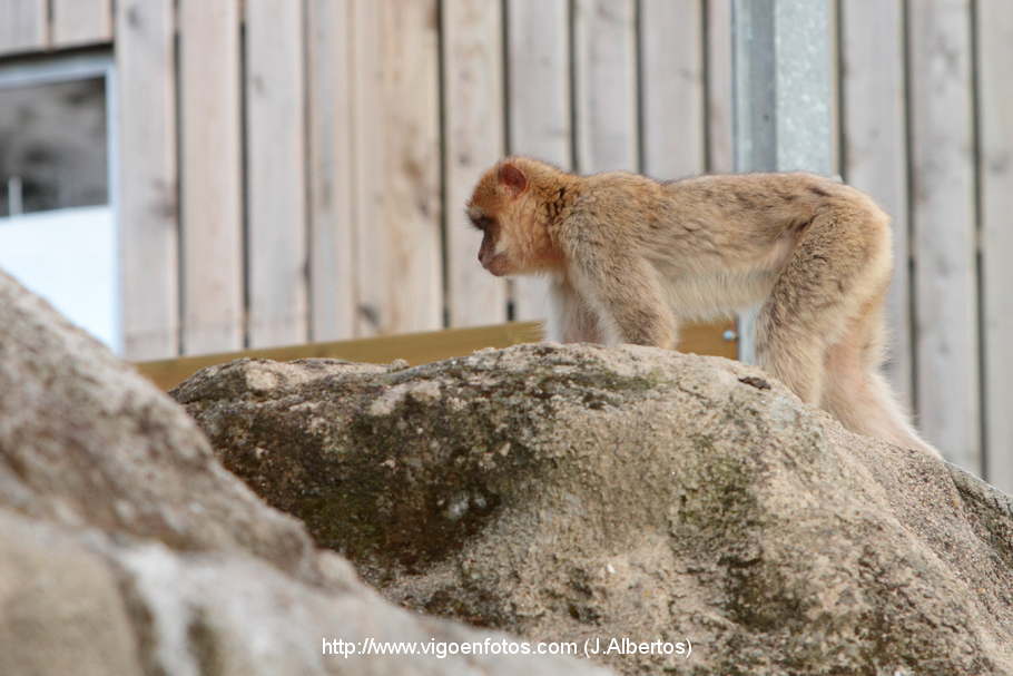 PHOTOS OF BARBARY MACAQUE - MACACA SYLVANA - VIGO BAY. GALICIA. VISIT ...