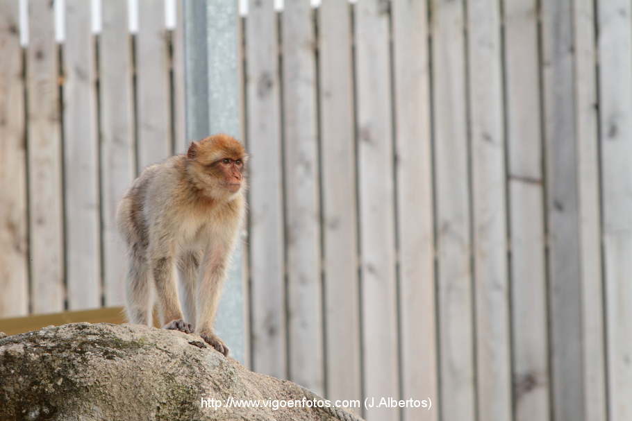 PHOTOS OF BARBARY MACAQUE - MACACA SYLVANA - VIGO BAY. GALICIA. VISIT ...