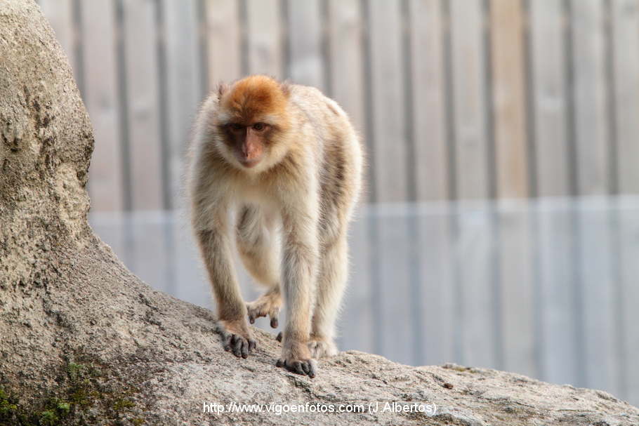 PHOTOS OF BARBARY MACAQUE - MACACA SYLVANA - VIGO BAY. GALICIA. VISIT ...