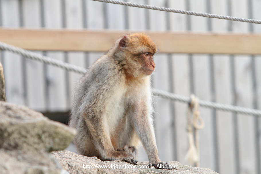 PHOTOS OF BARBARY MACAQUE - MACACA SYLVANA - VIGO BAY. GALICIA. VISIT ...
